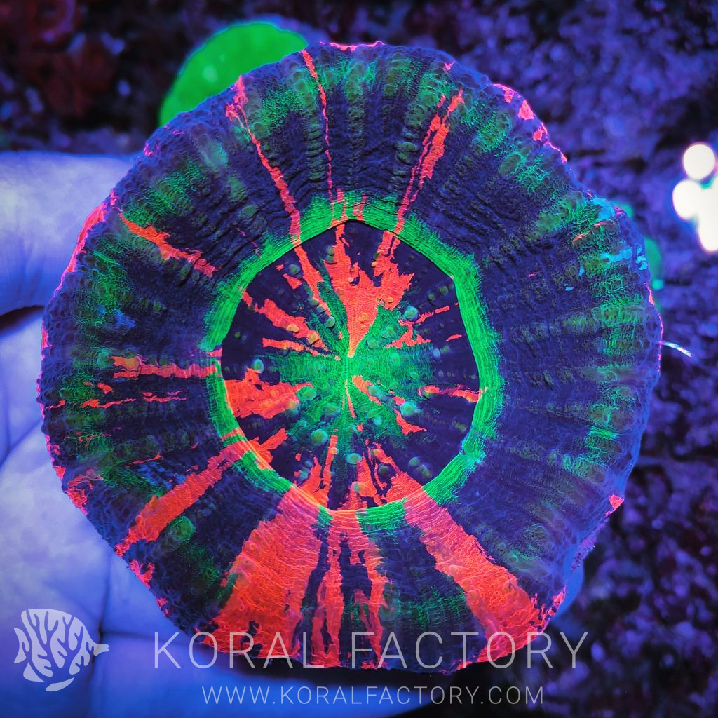 Scolymia Australis - Master grade - Koral Factory